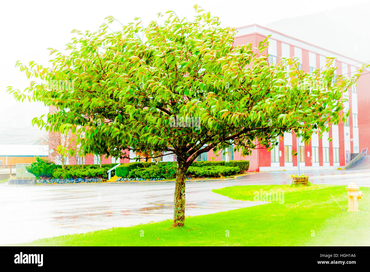 Old Forest Service Building High Resolution Stock Photography and ...
