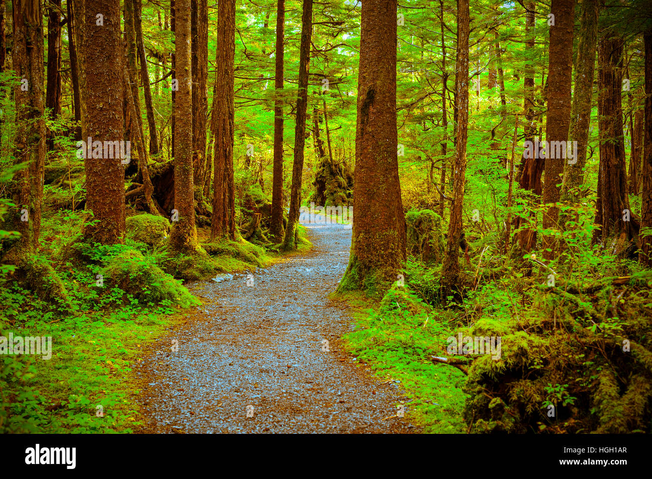 Upland portion of the Starrigavan Estuary Trail near Sitka, Alaska, USA ...