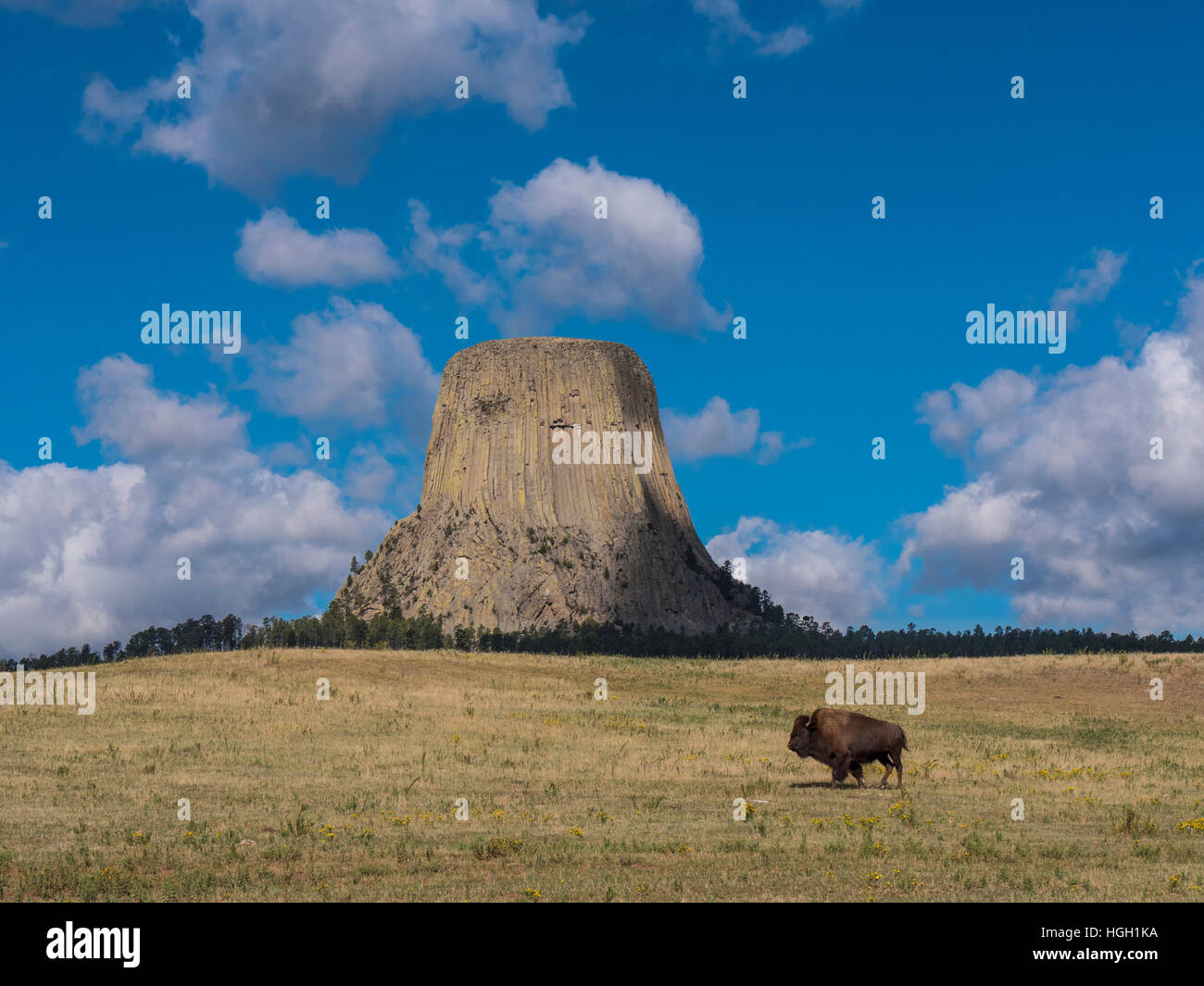 Bison buffalo devils tower national hi-res stock photography and images ...