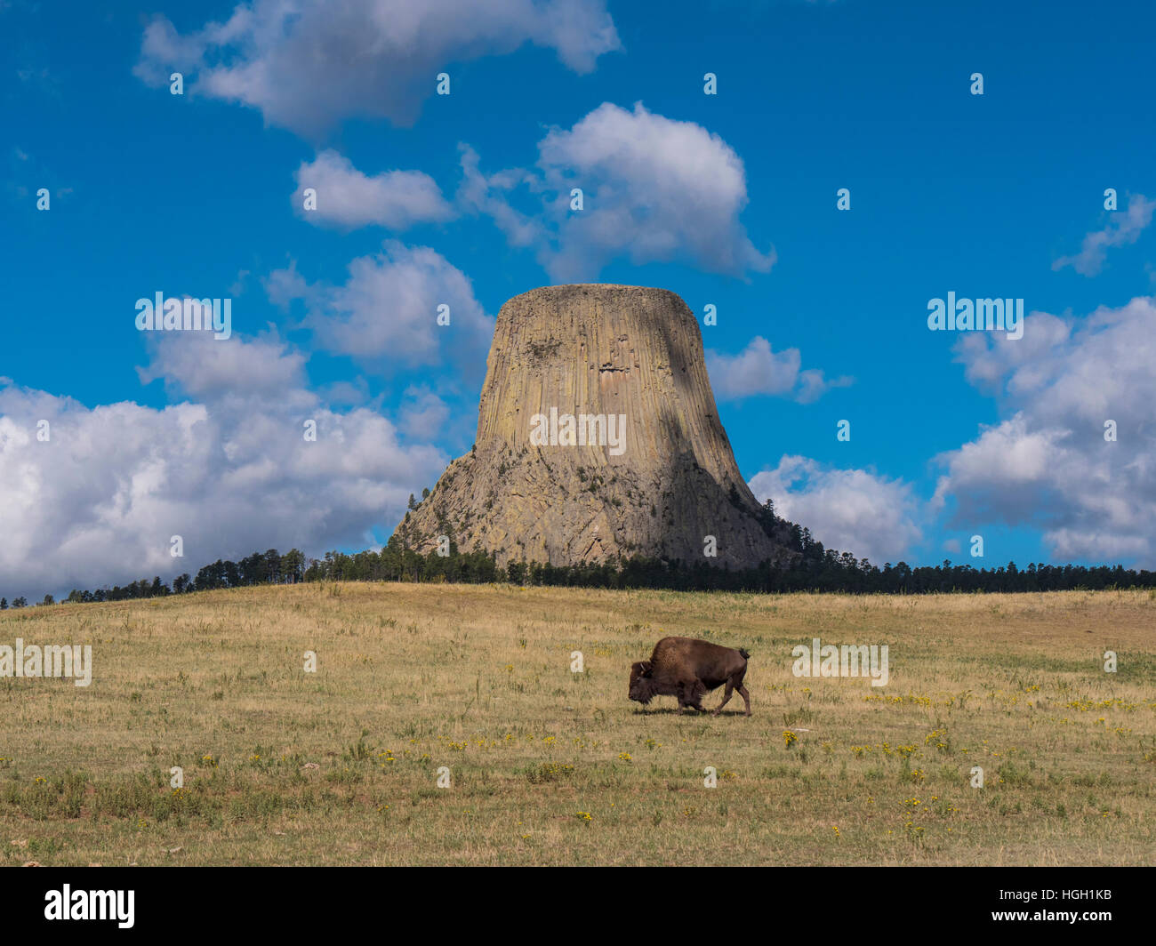 Bison and tower from the highway, Devil's Tower National Monument ...