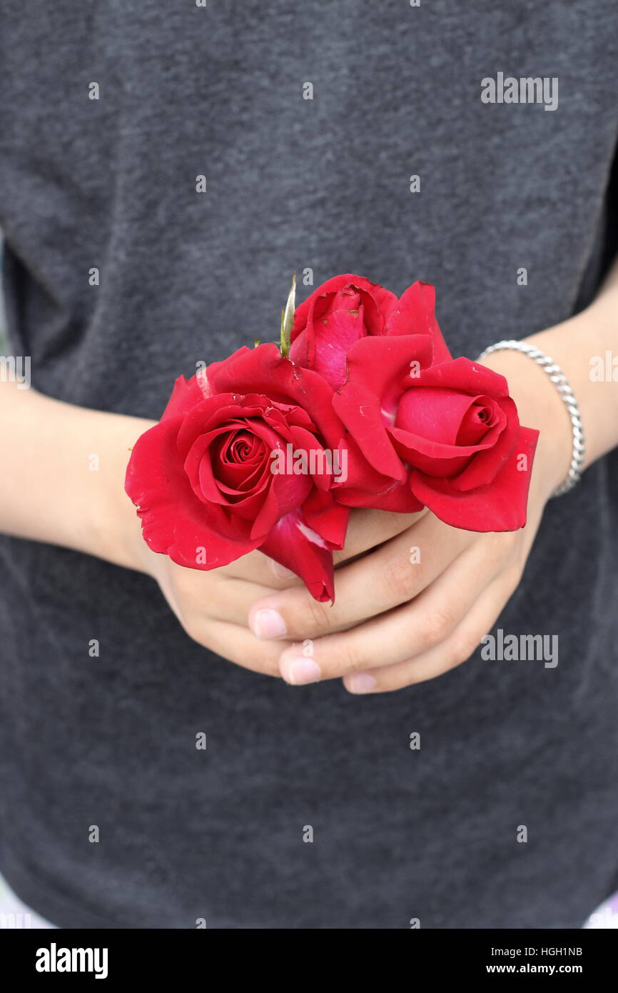 Freedom rose flower hi-res stock photography and images - Alamy