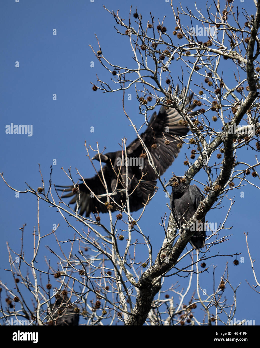 Black vultures perched on tree hi-res stock photography and images - Alamy