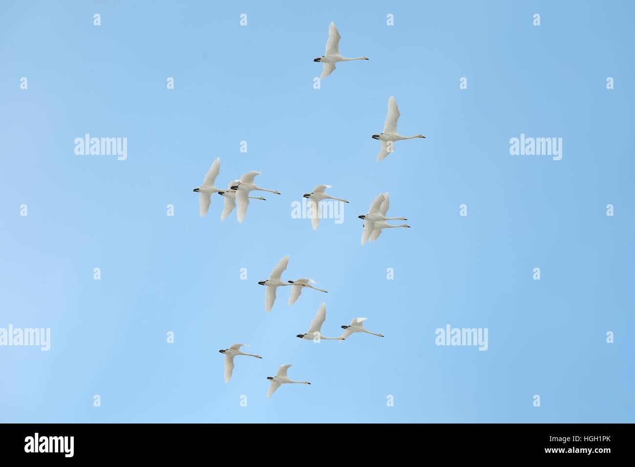 Swan Flying Up Stock Photo - Alamy