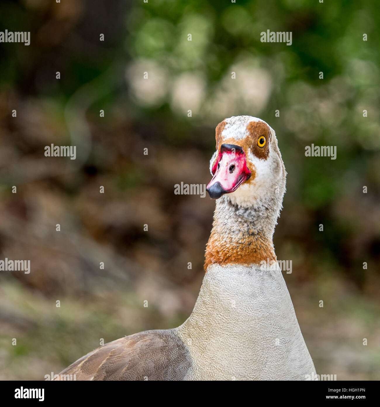 Egyptian Goose that were considered sacred by the Ancient Egyptians ...