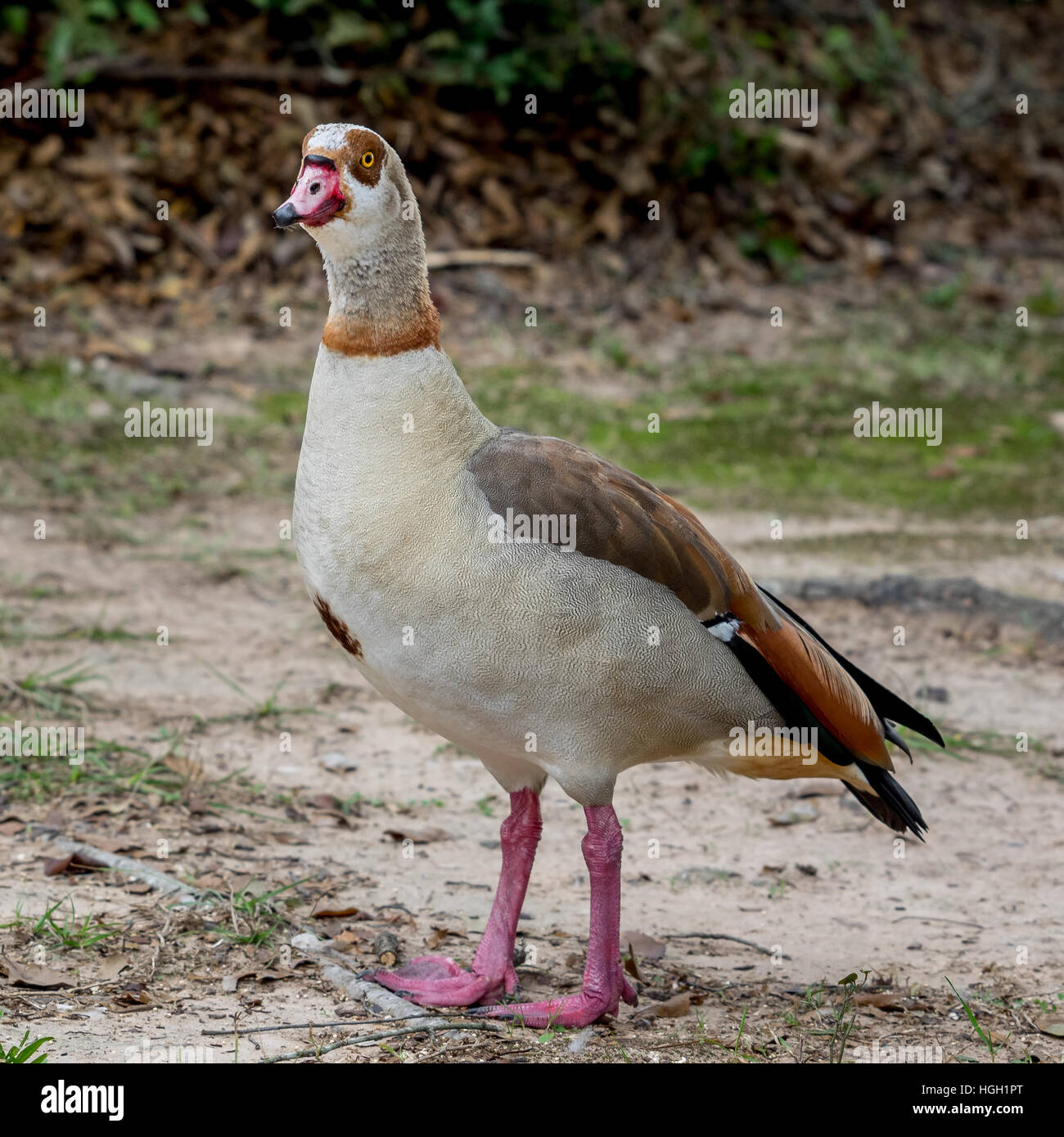 Egyptian Goose that were considered sacred by the Ancient Egyptians ...