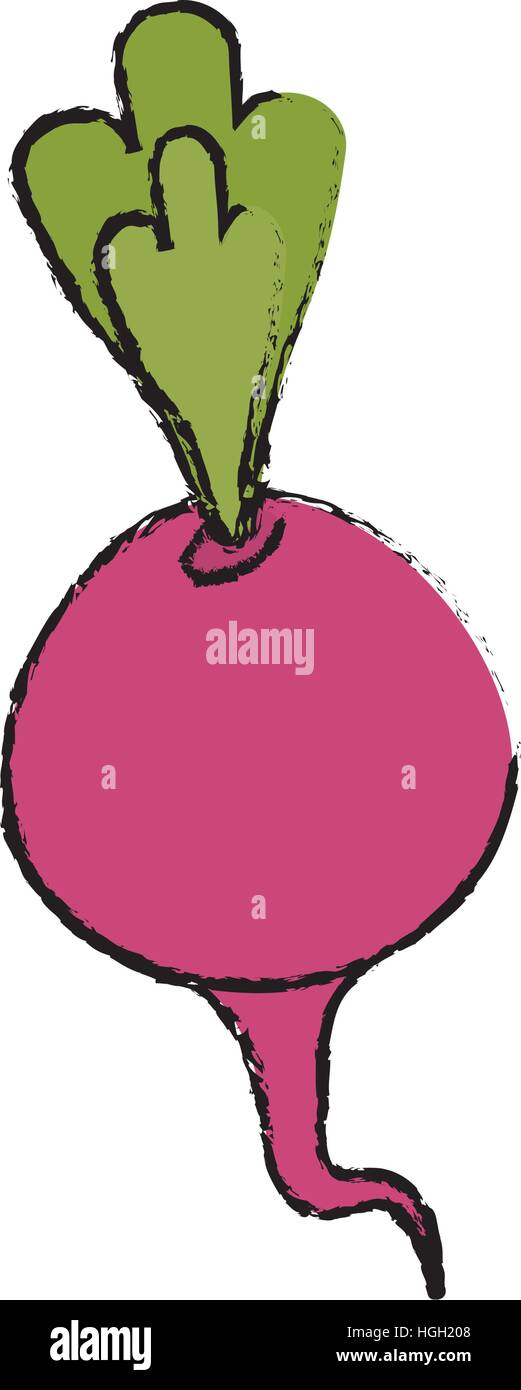 drawing beet vegetable diet nutrition Stock Vector Image & Art - Alamy