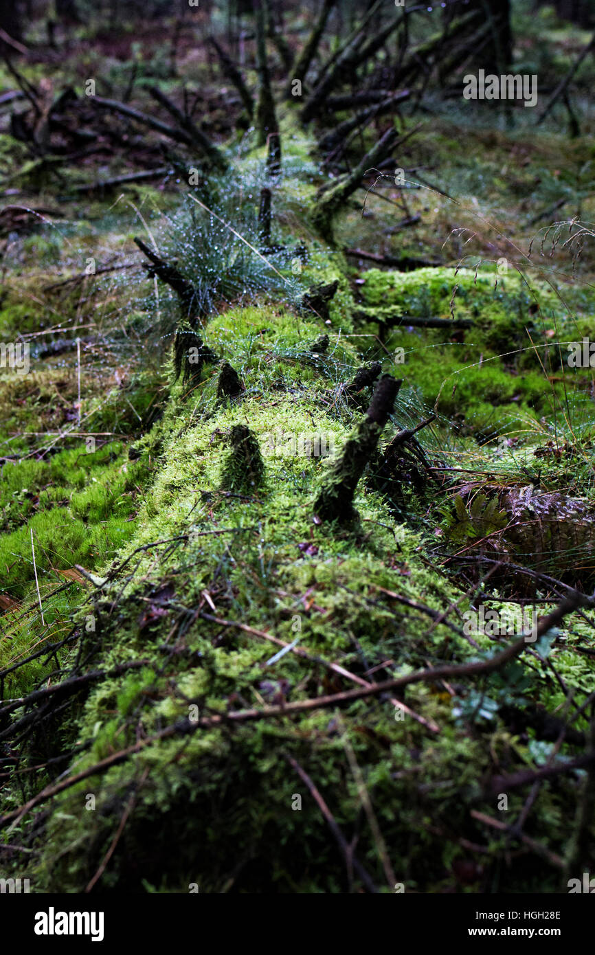Winter in the forest. Shot in Denmark Stock Photo - Alamy