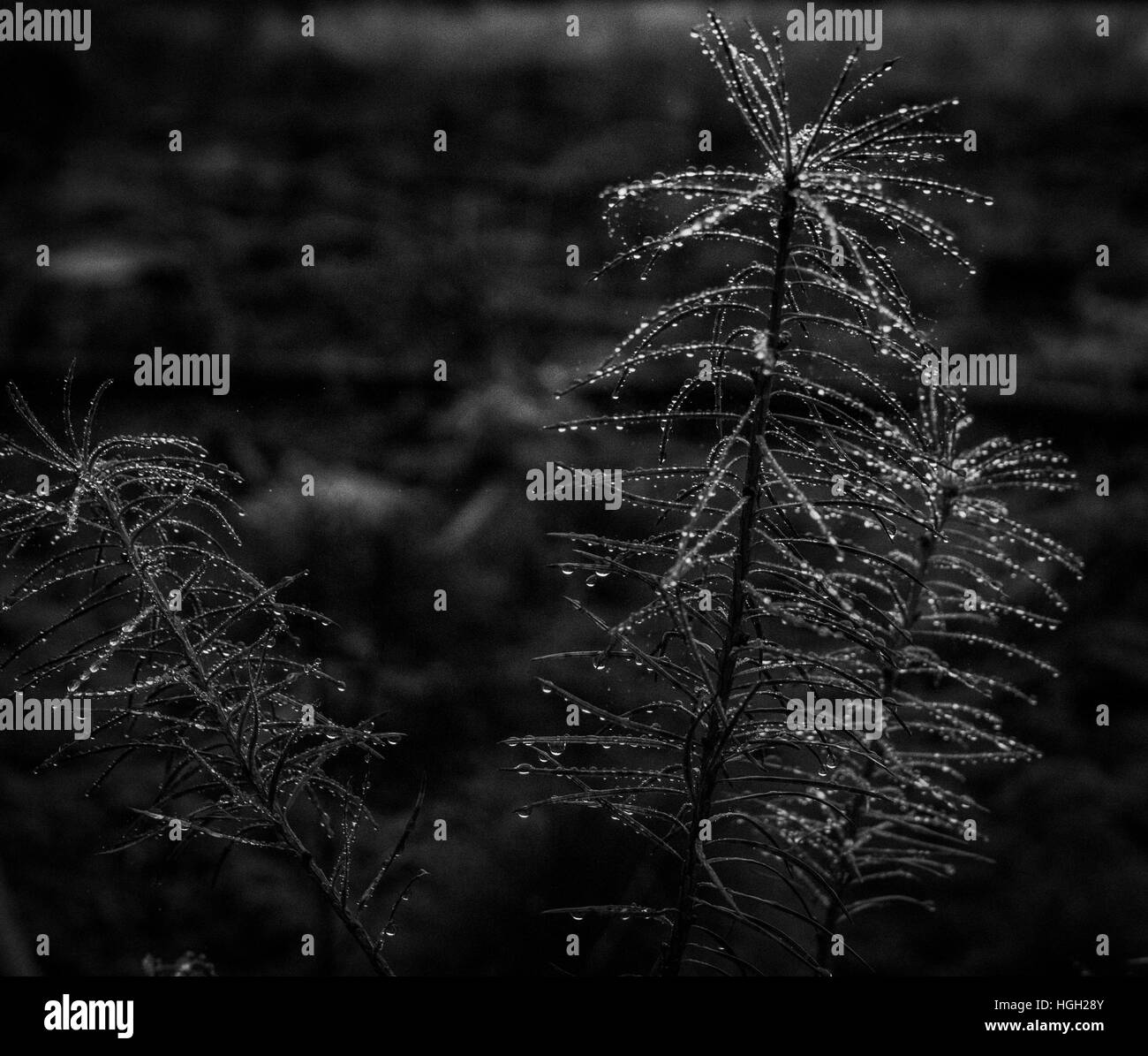 Winter in the forest. Shot in Denmark Stock Photo - Alamy