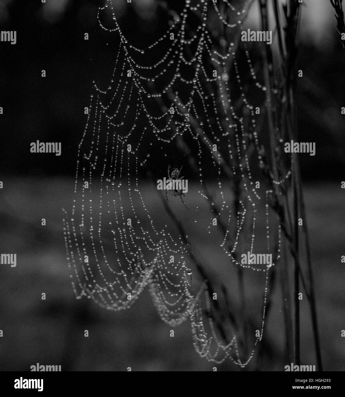 Winter in denmark hi-res stock photography and images - Alamy