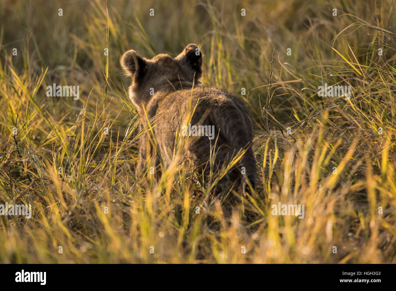 Rear view lion hi-res stock photography and images - Alamy