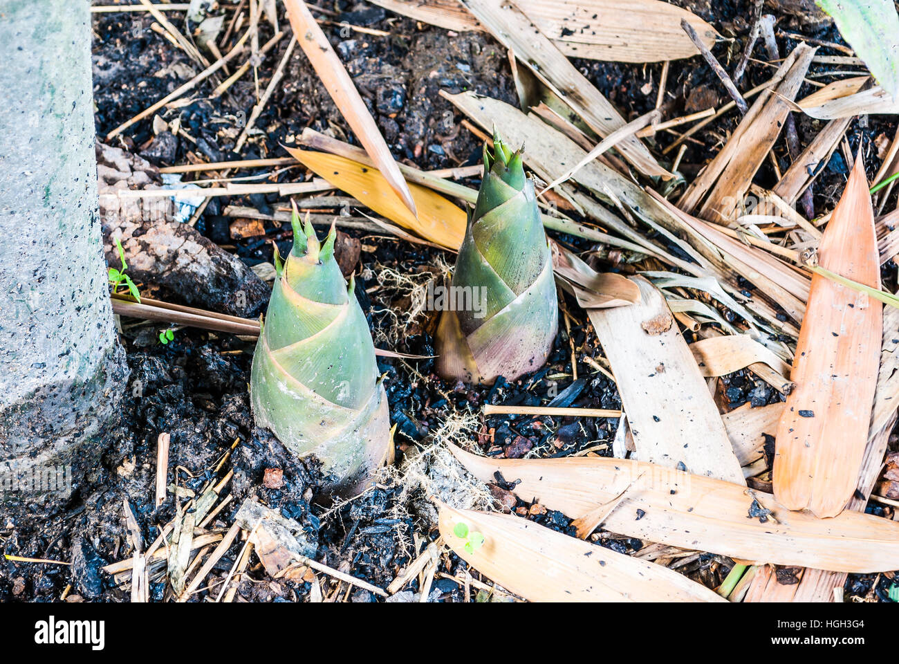 Bamboo shoot hi-res stock photography and images - Alamy