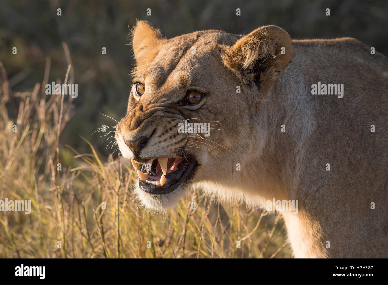 Lioness (Panthera leo) snarling, Chobe National Park, Botswana Stock Photo - Alamy
