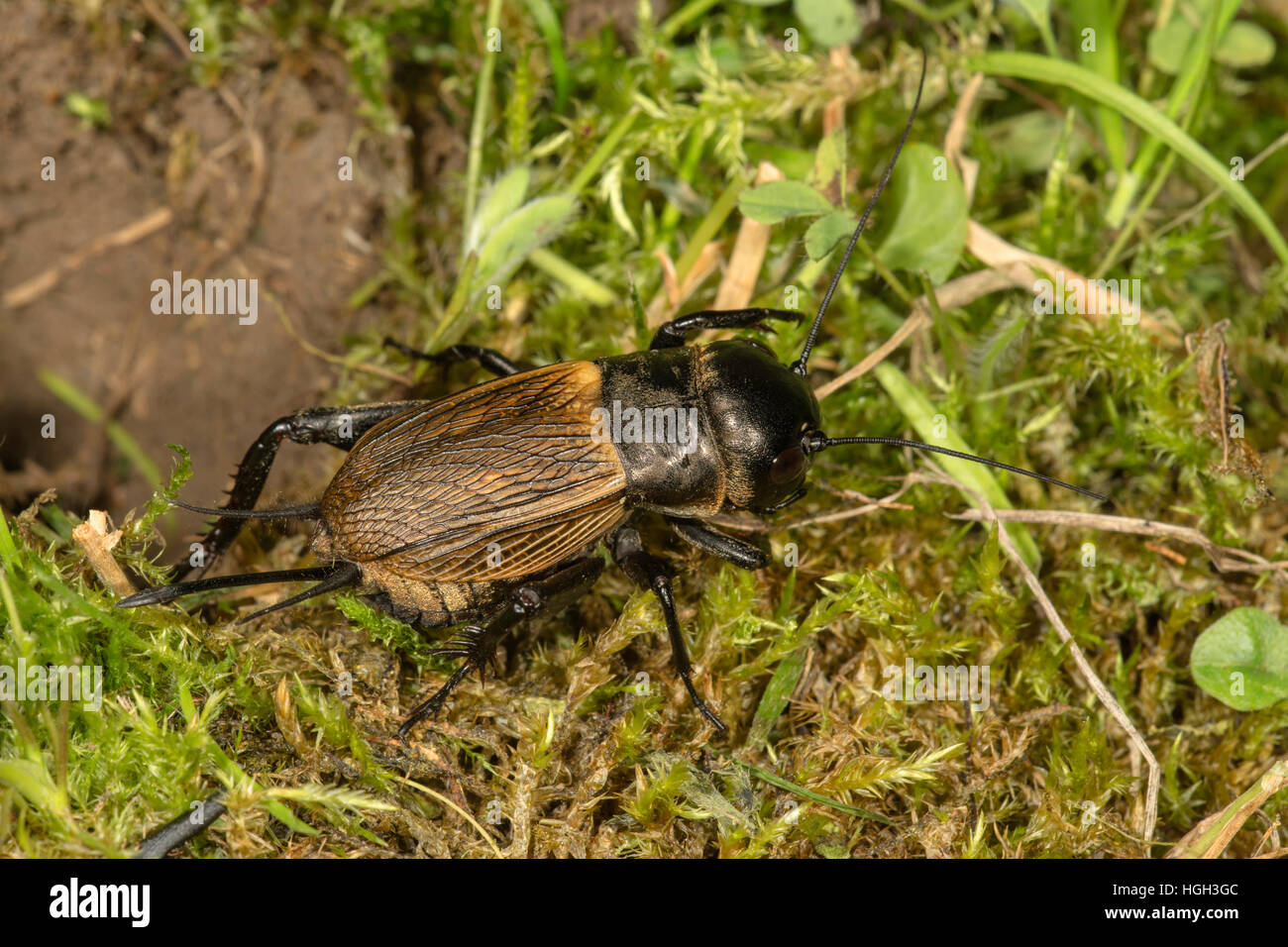 Field cricket (Gryllus campestris), female beside tunnel, Baden ...