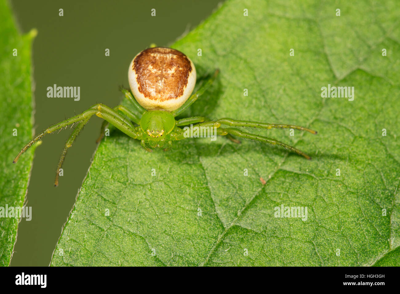 Crab spider diaea dorsata hi-res stock photography and images - Alamy