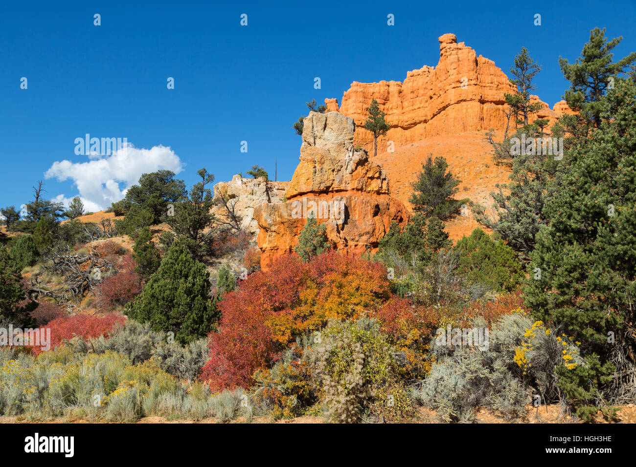 Utah forest hi-res stock photography and images - Alamy