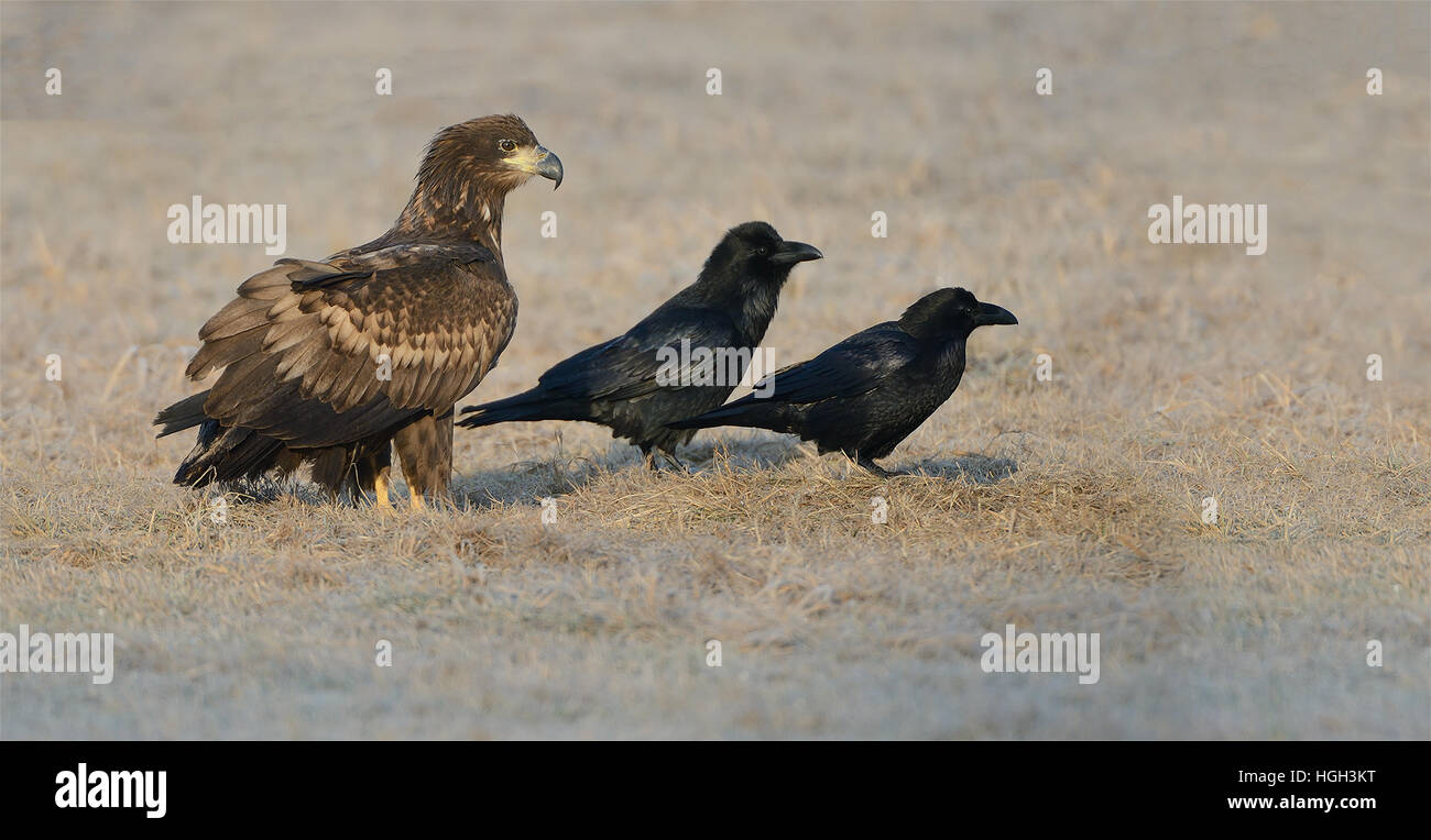 Juvenile White-tailed Eagle together with two Raven in front of him on ...