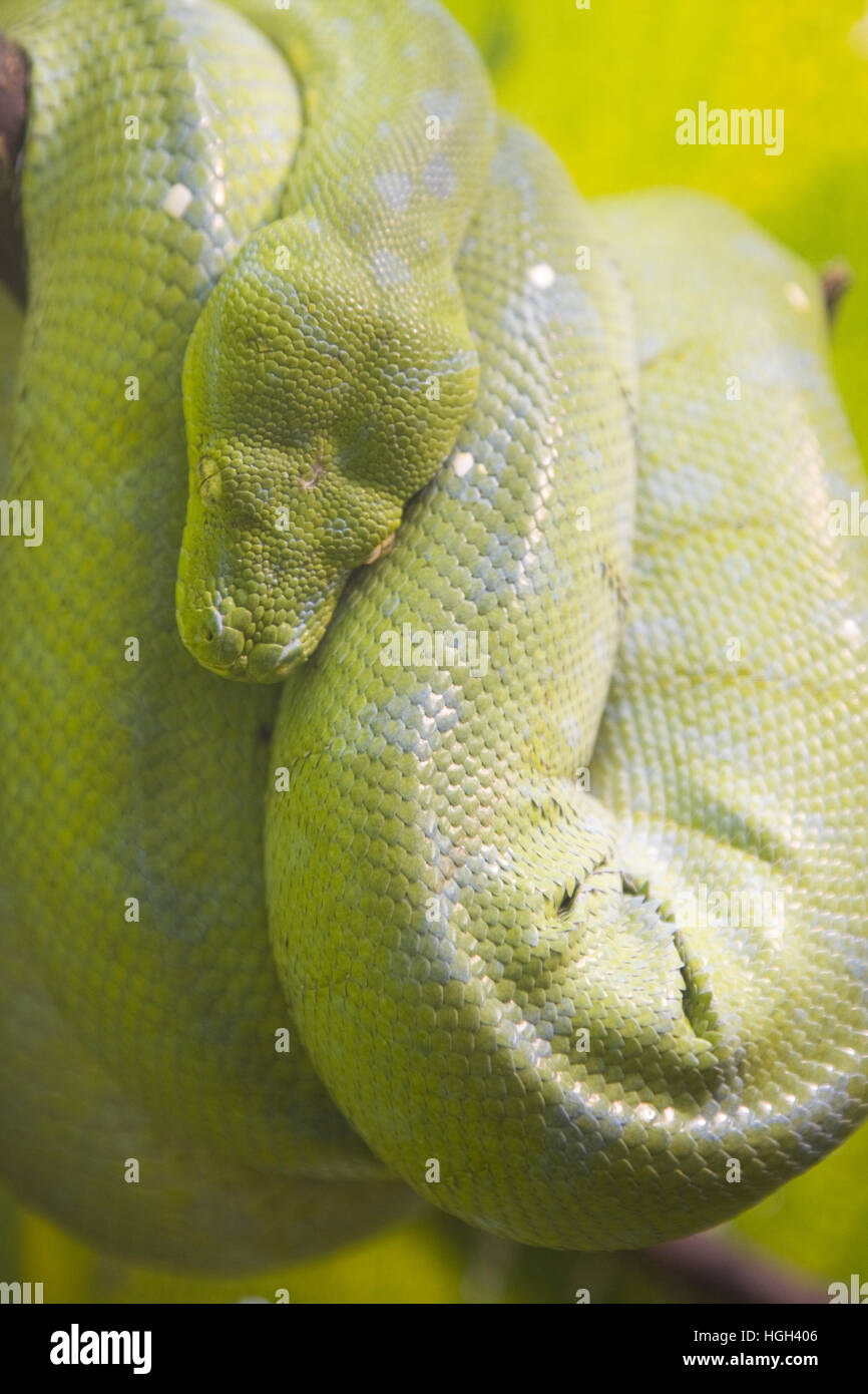 Python, Morelia viridis Stock Photo - Alamy