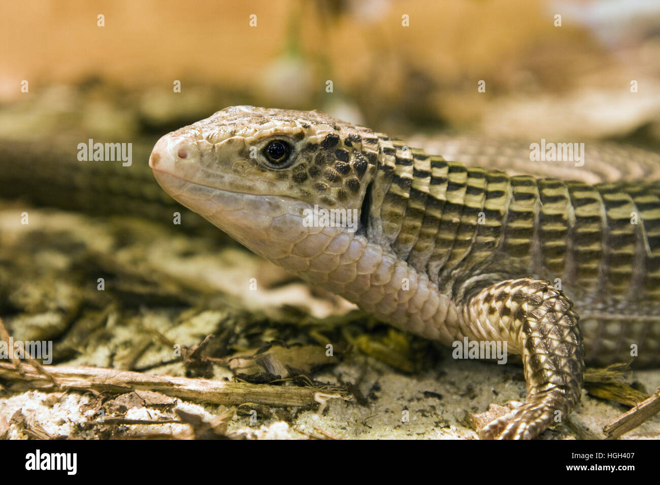 Sudan plated lizard, Gerrhosaurus major Stock Photo - Alamy