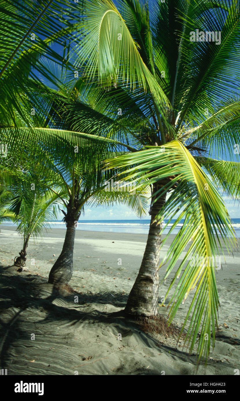 Playa Matapalo, Central Pacific coast, Costa Rica, Central America ...