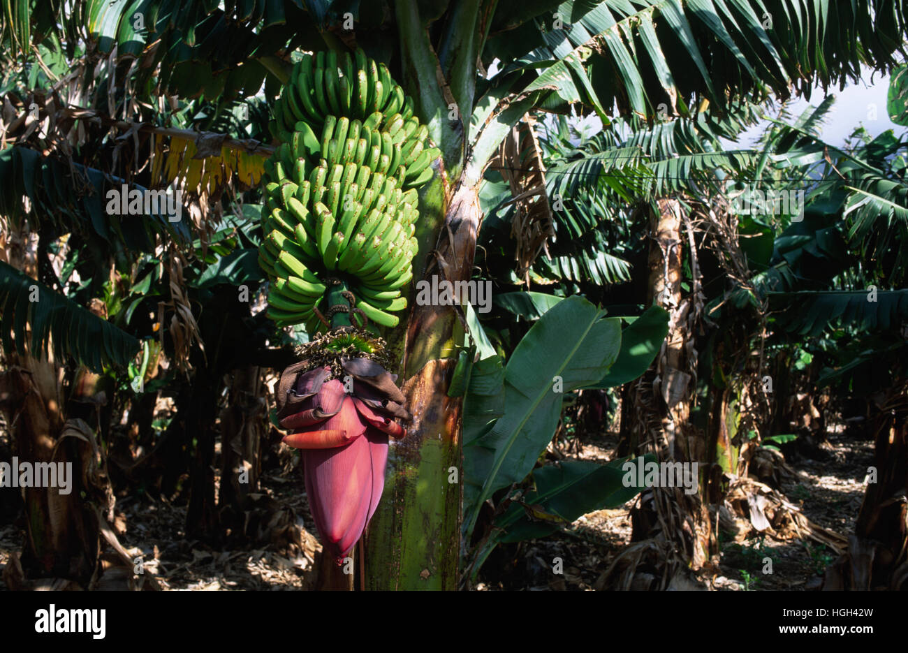 Banana plant, Costa Rica, Central America Stock Photo - Alamy