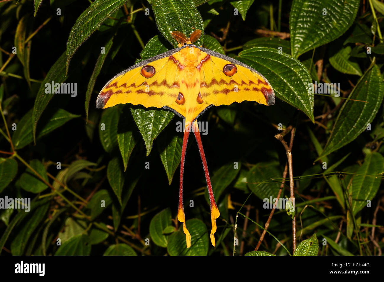Comet moth (Argema mittrei), Analamazoatra, Andasibe National Park ...