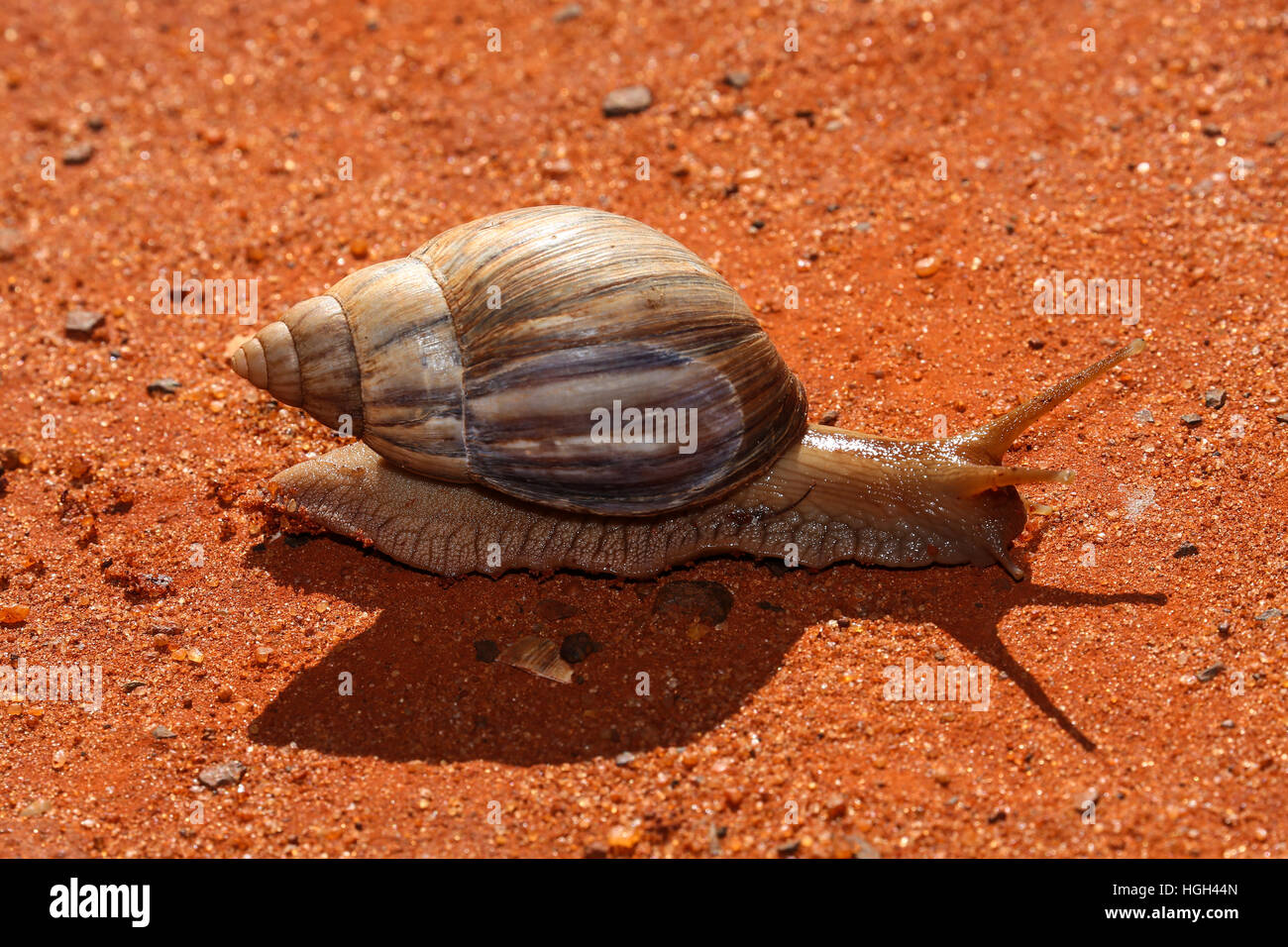 Ankarafantsika national park hi-res stock photography and images - Alamy