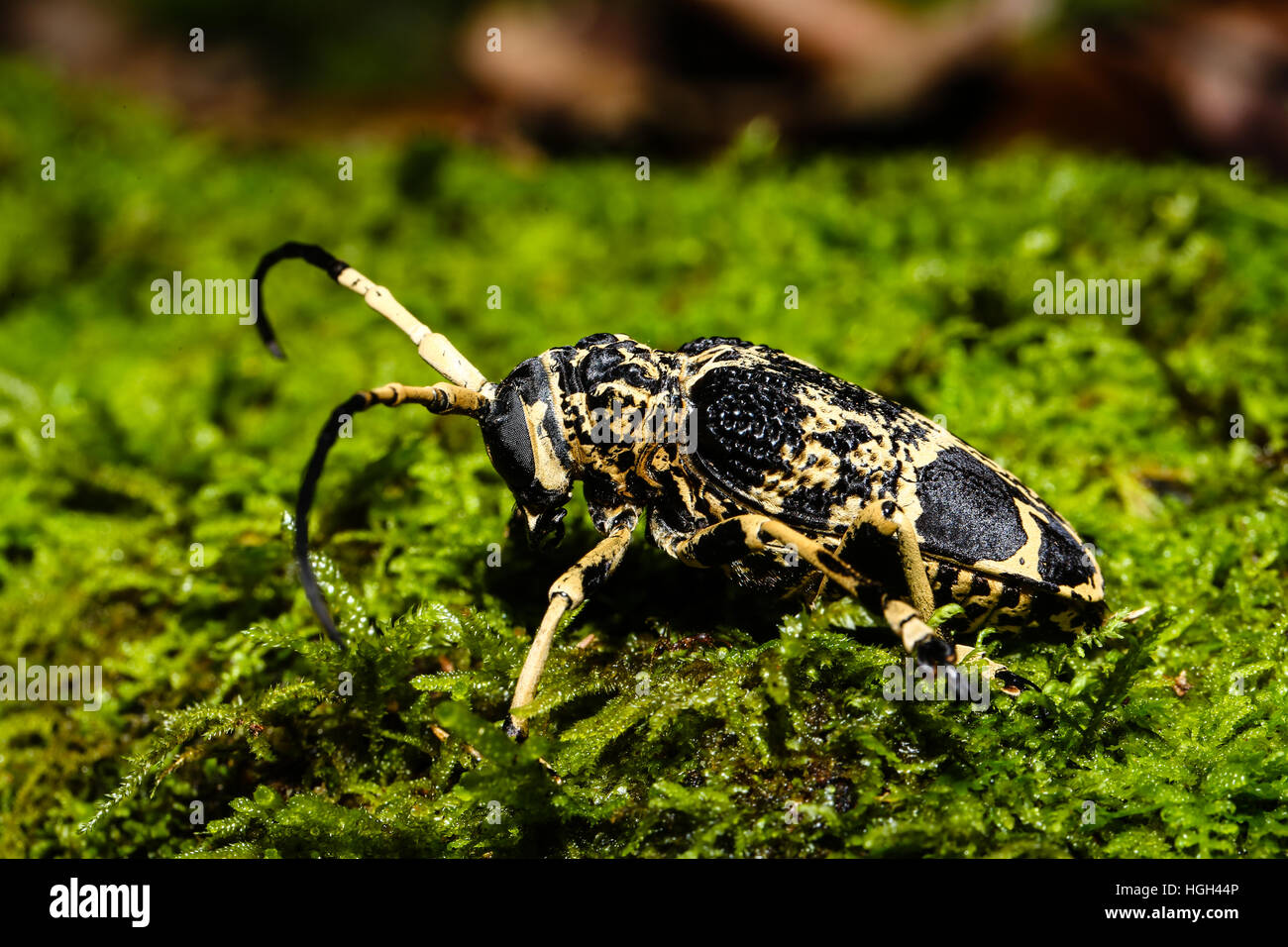 African longhorn beetle hi-res stock photography and images - Alamy