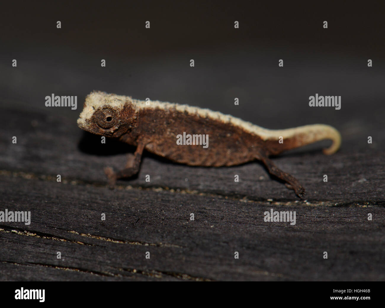 Male dwarf chameleon (Brookesia micra), one of the smallest reptiles in ...
