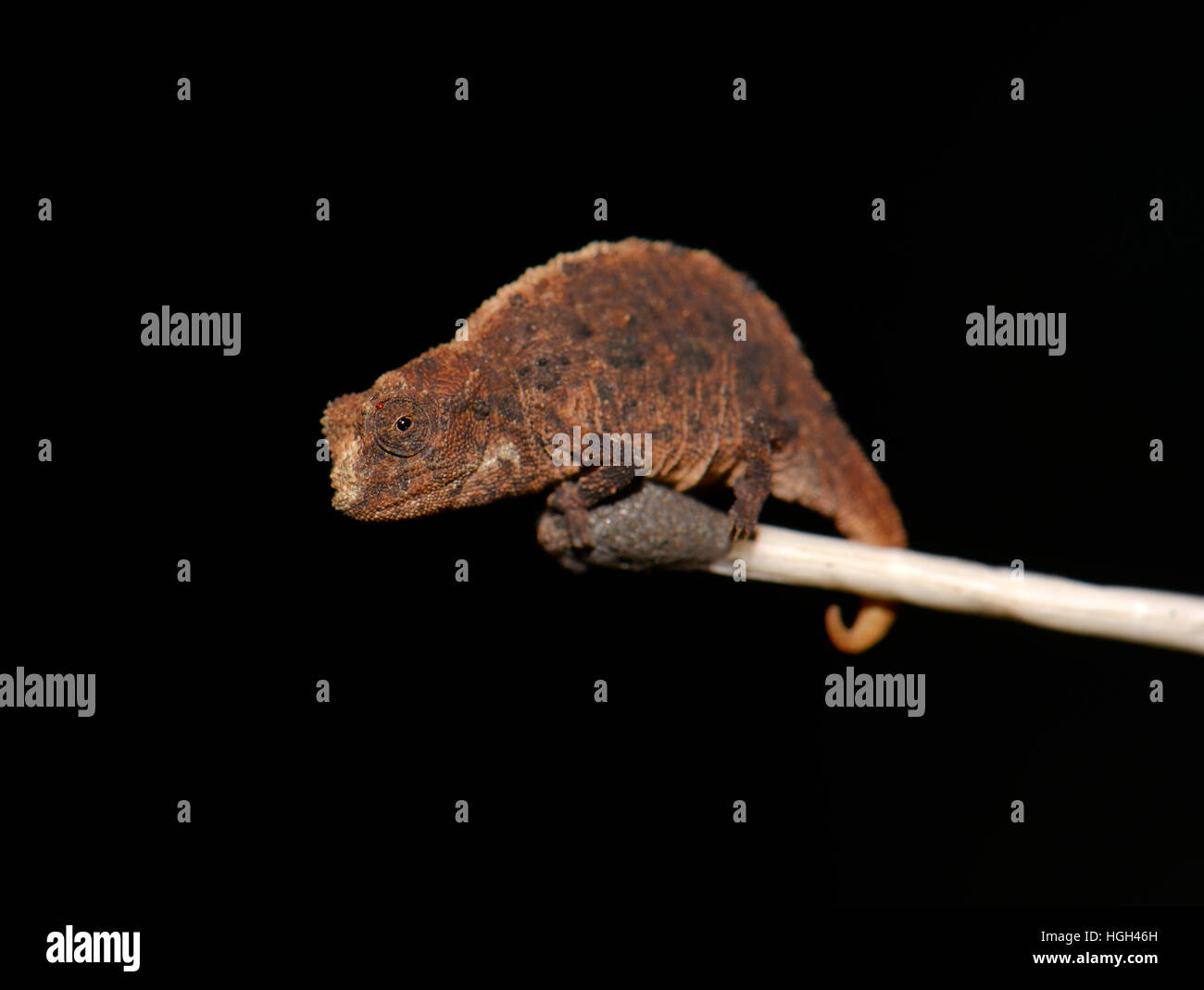 Male dwarf chameleon (Brookesia micra), on match tip, one of the ...