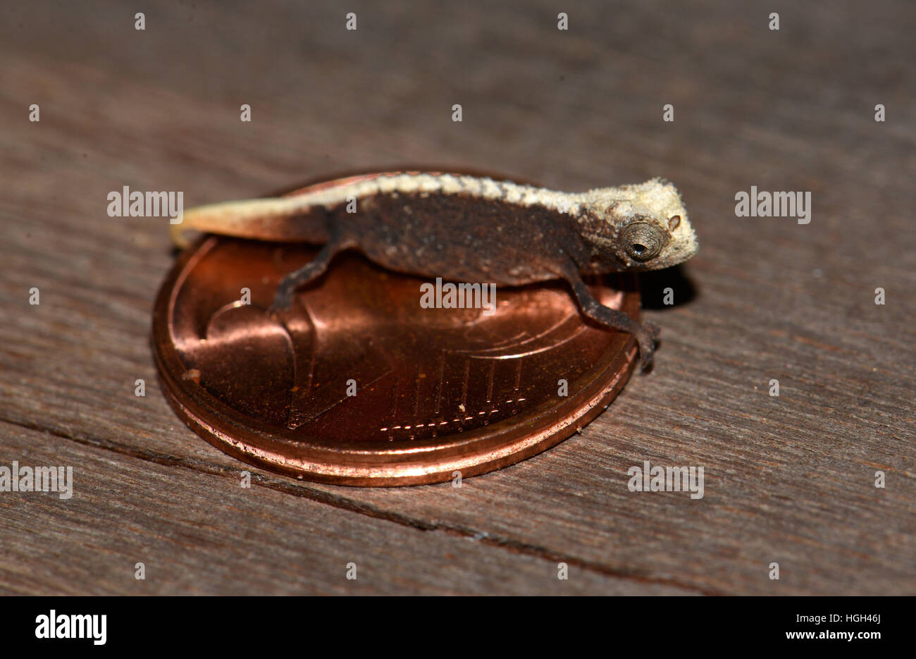 Male dwarf chameleon (Brookesia micra), on cent coin, one of the ...