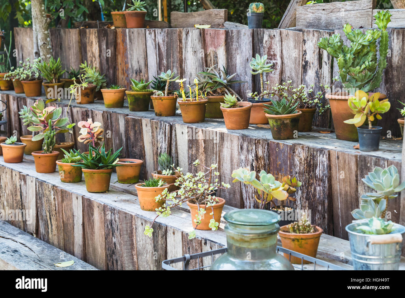 various cactus pot on wood shelf in garden Stock Photo - Alamy