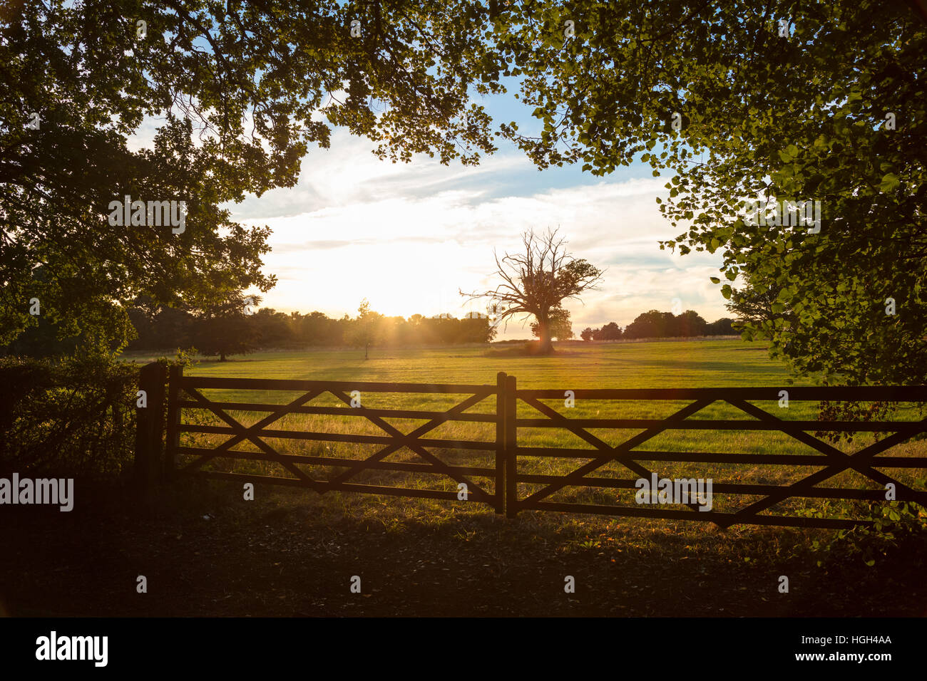 Tranquil view of country farm gate and trees in English or British ...