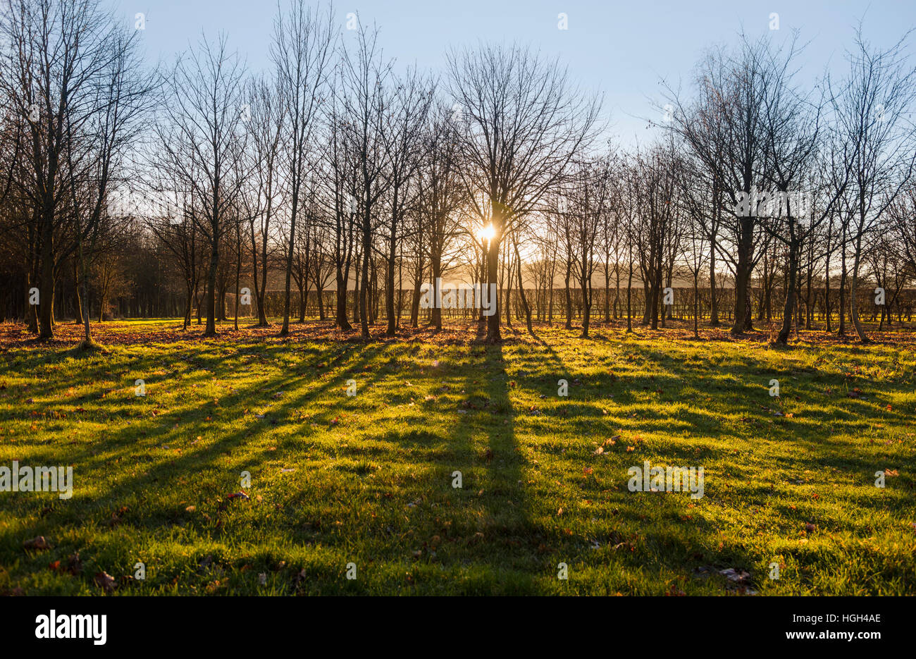 Golden sunlight sunset or sunrise through trees Stock Photo - Alamy