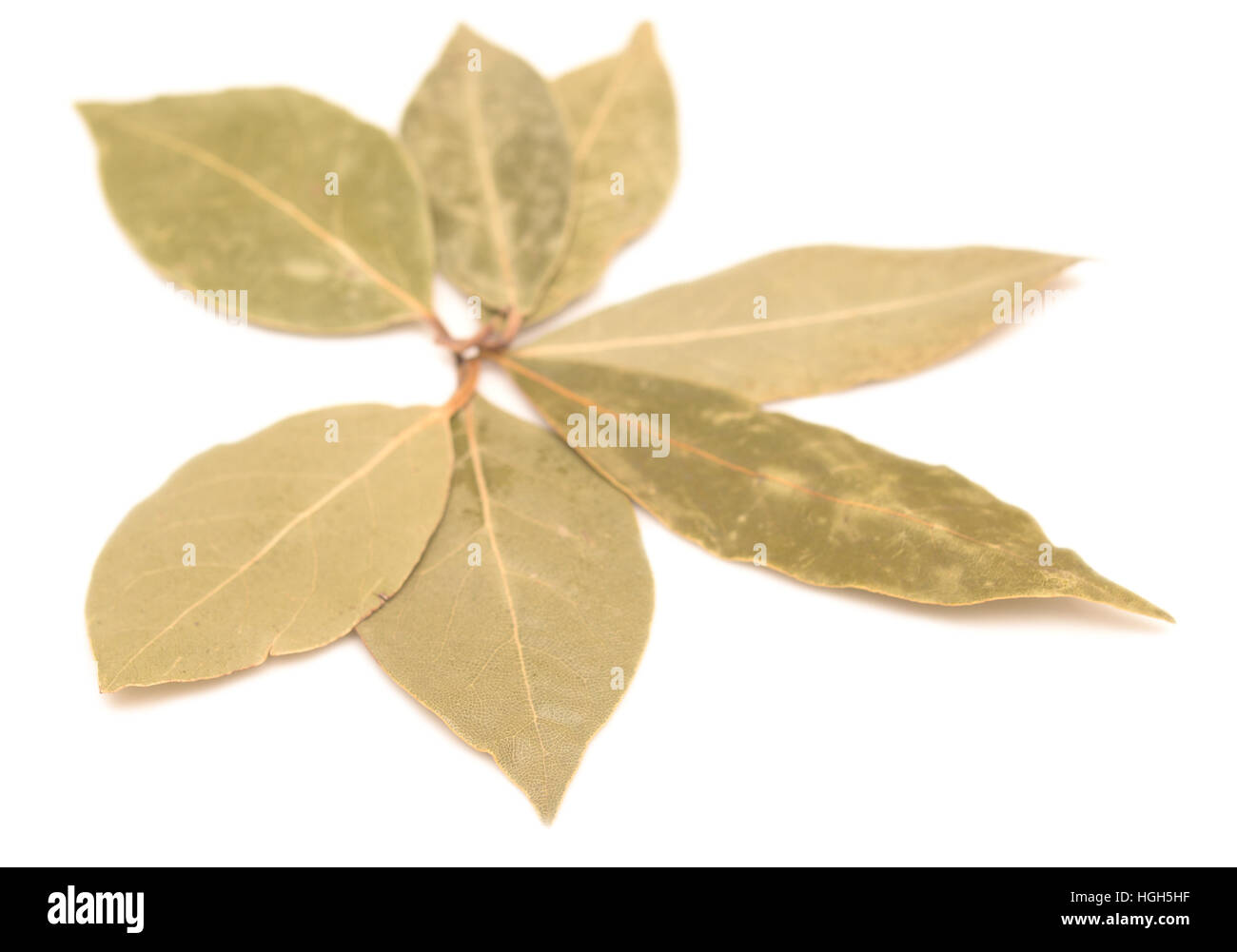 bay leaf isolated on white background Stock Photo - Alamy