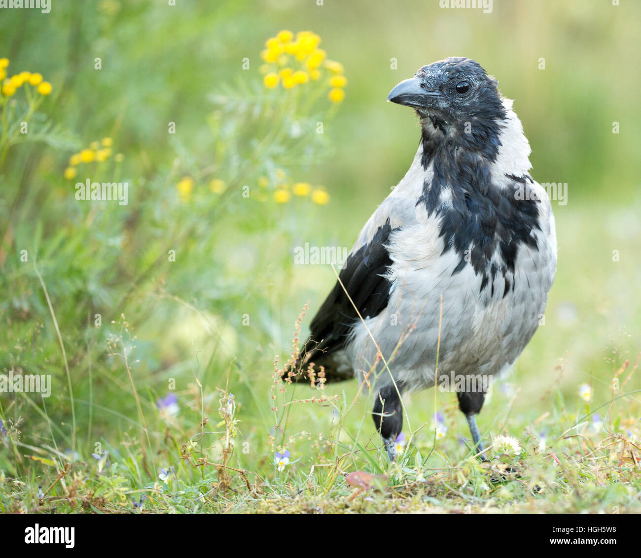 Hooded Crow - Corvus corone cornix Stock Photo - Alamy