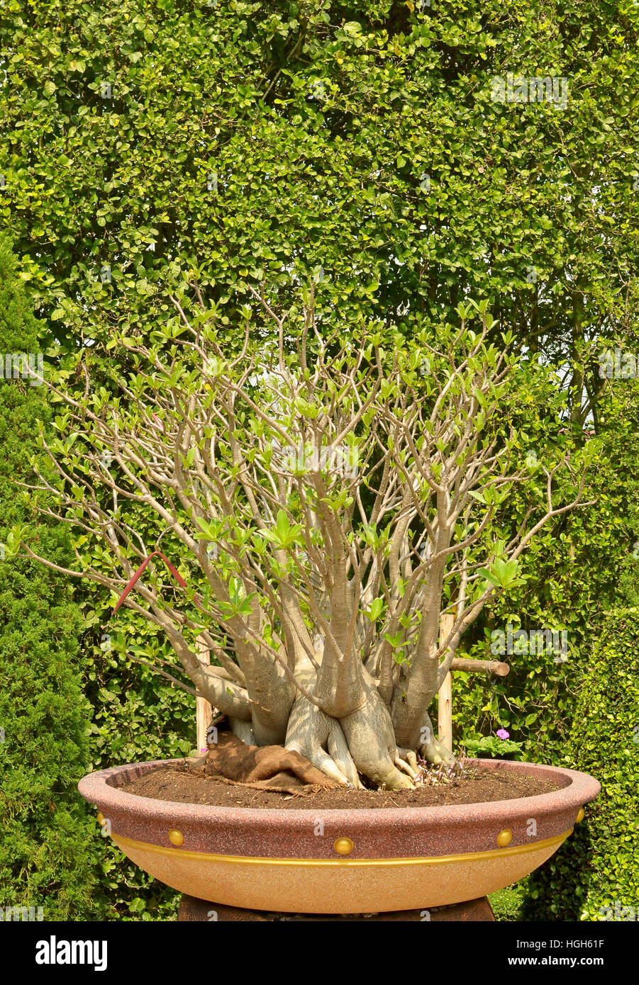 Bonsai miniature ficus tree hi-res stock photography and images - Alamy