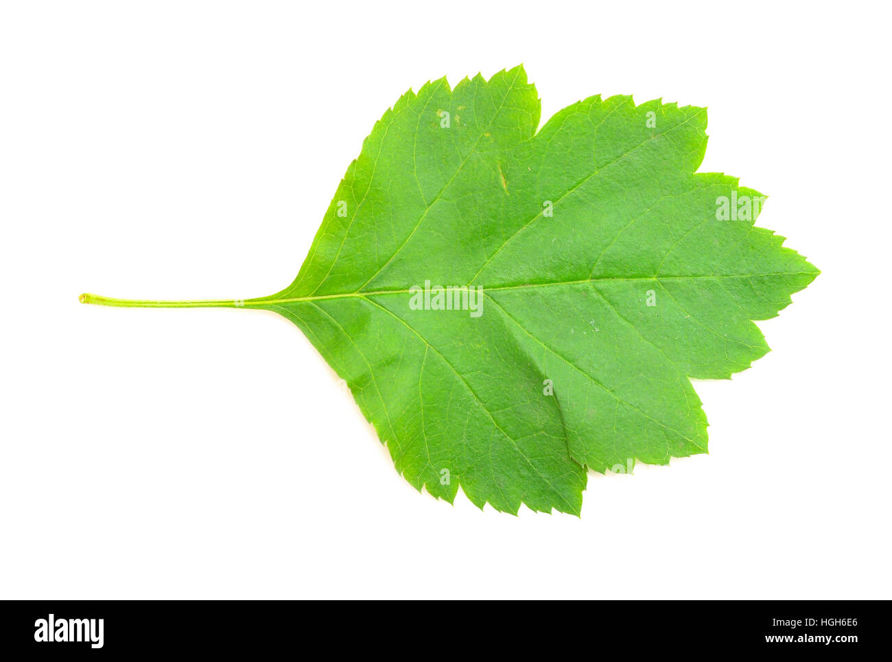 green leaf with shadow on white background Stock Photo - Alamy