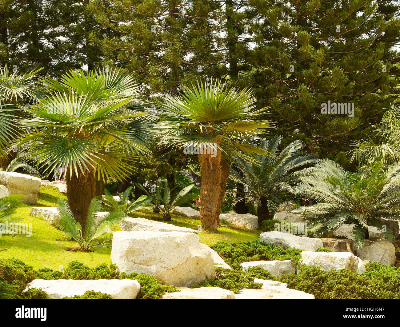 palm tree in tropical garden Stock Photo - Alamy