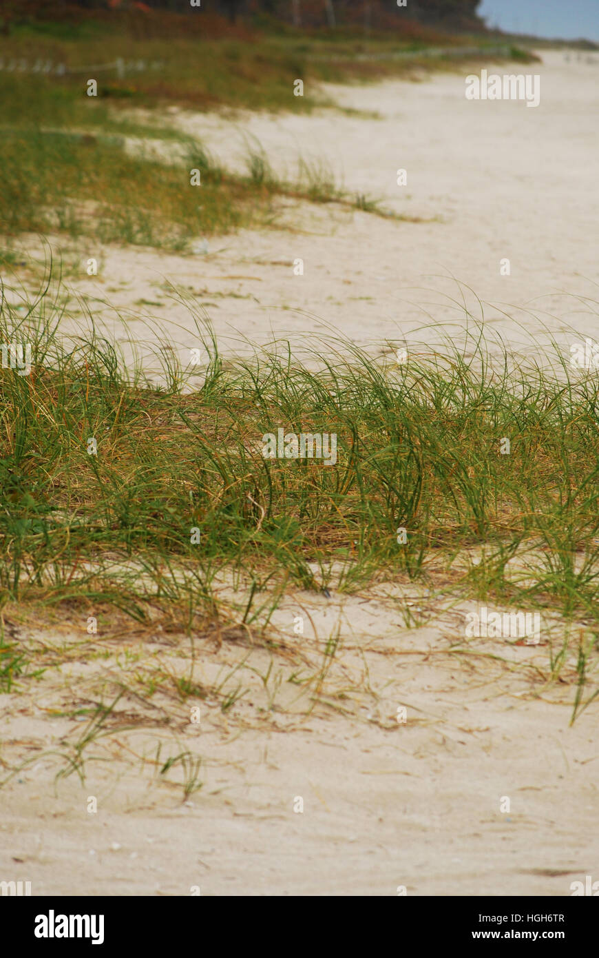 Sand Dunes along the beach with green Marram Grass Stock Photo - Alamy