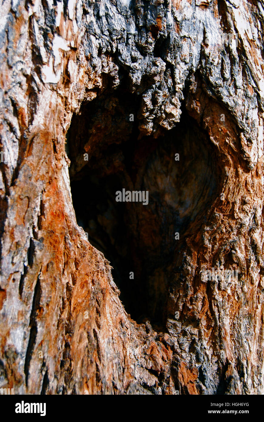 Naturally occurring heart in a tree trunk. Love of Nature and symbol ...
