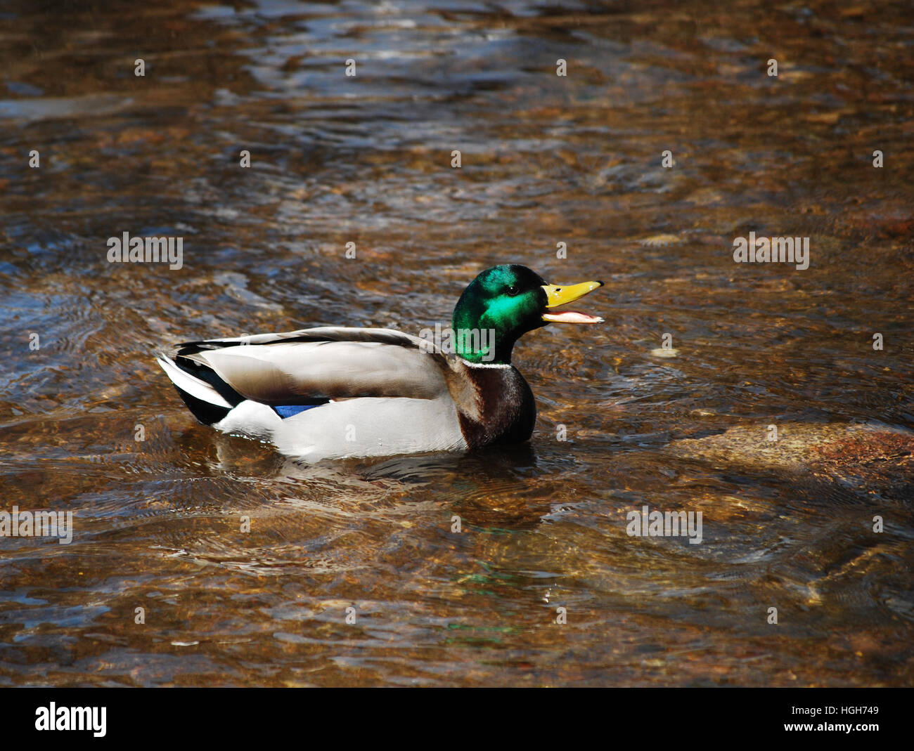 A quacking mallard duck in the water of a stream Stock Photo - Alamy