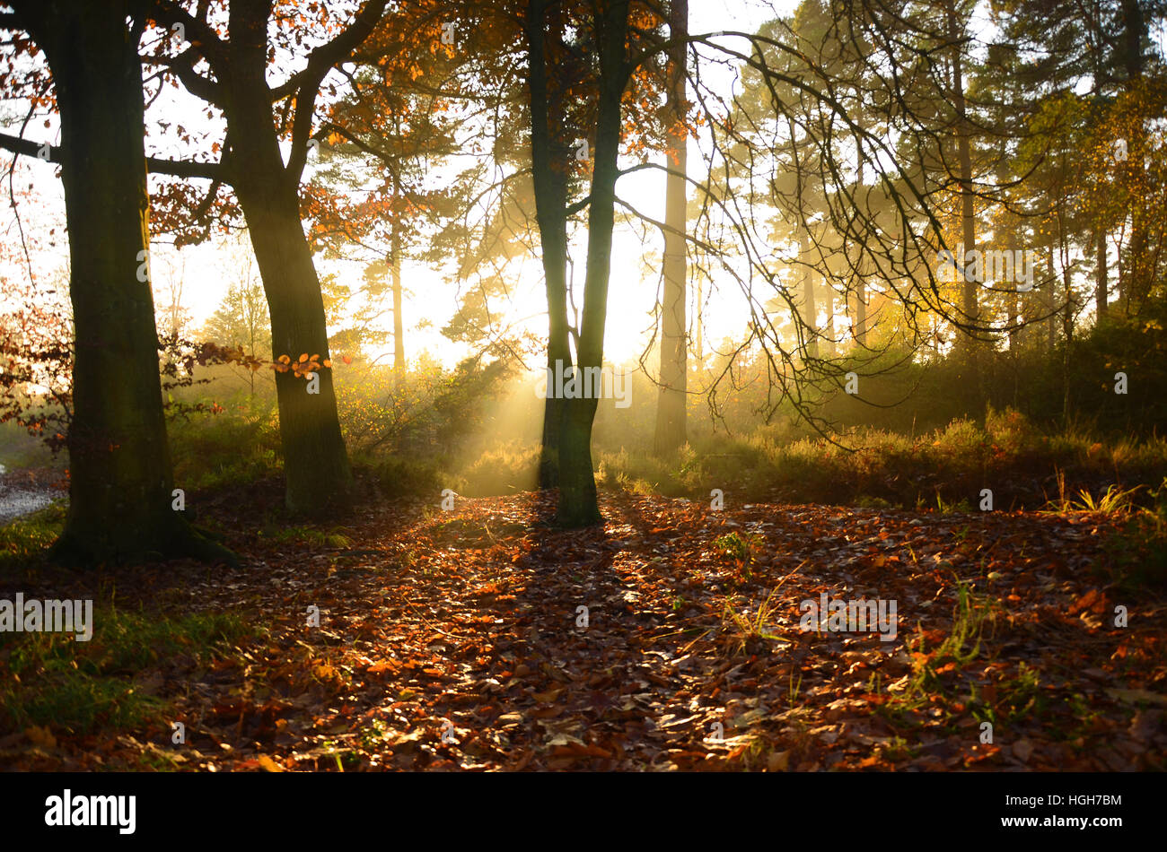 Dalby Forest Yorkshire High Resolution Stock Photography and Images - Alamy