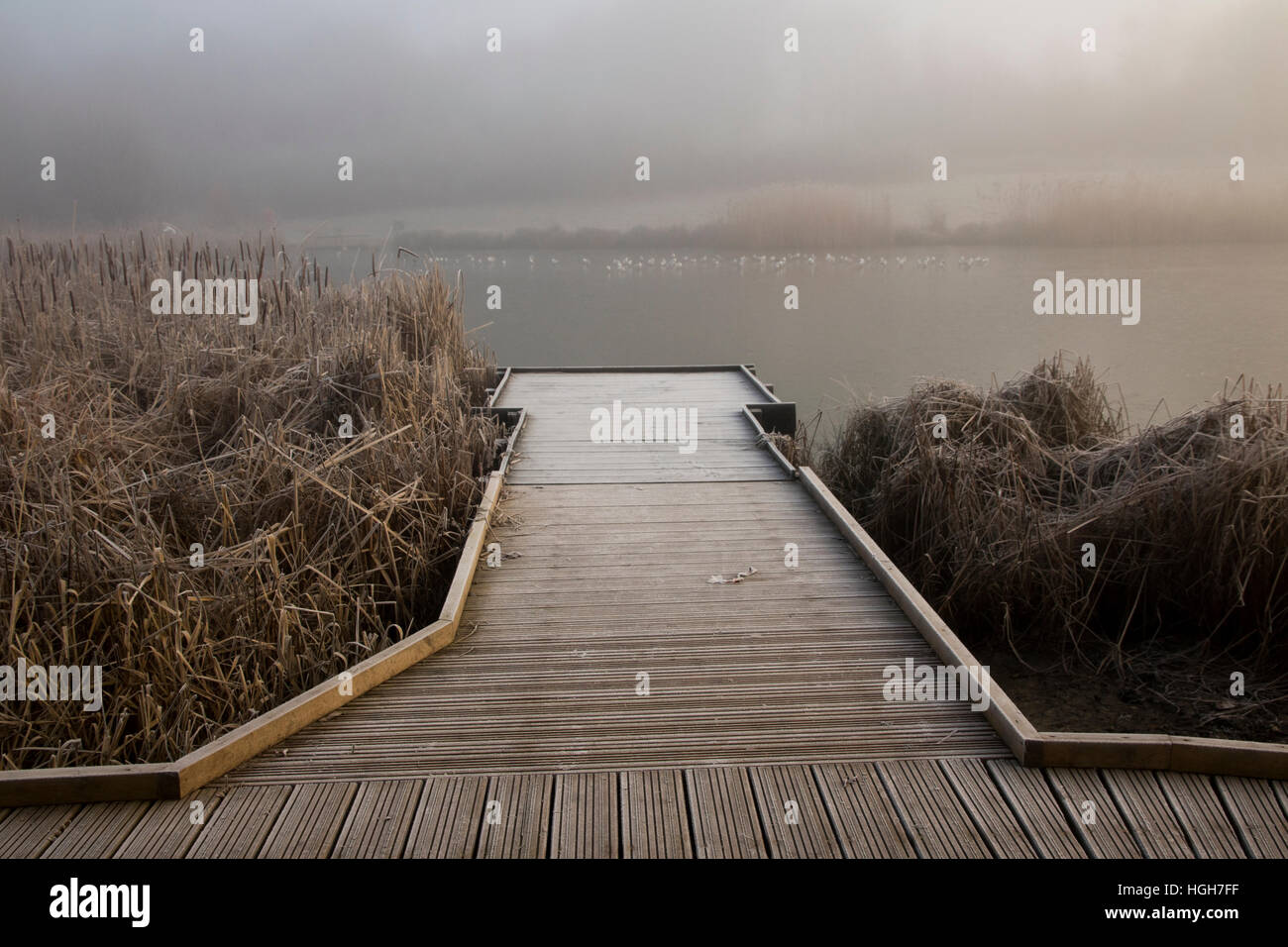 Typha latifolia reed bed hi-res stock photography and images - Alamy