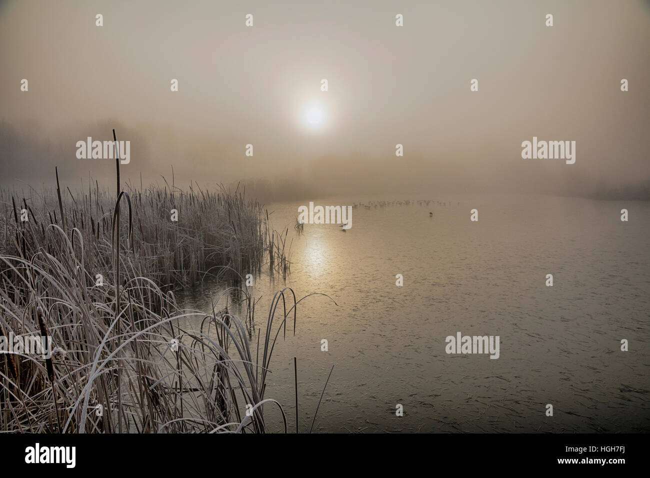 Over reed beds hi-res stock photography and images - Alamy