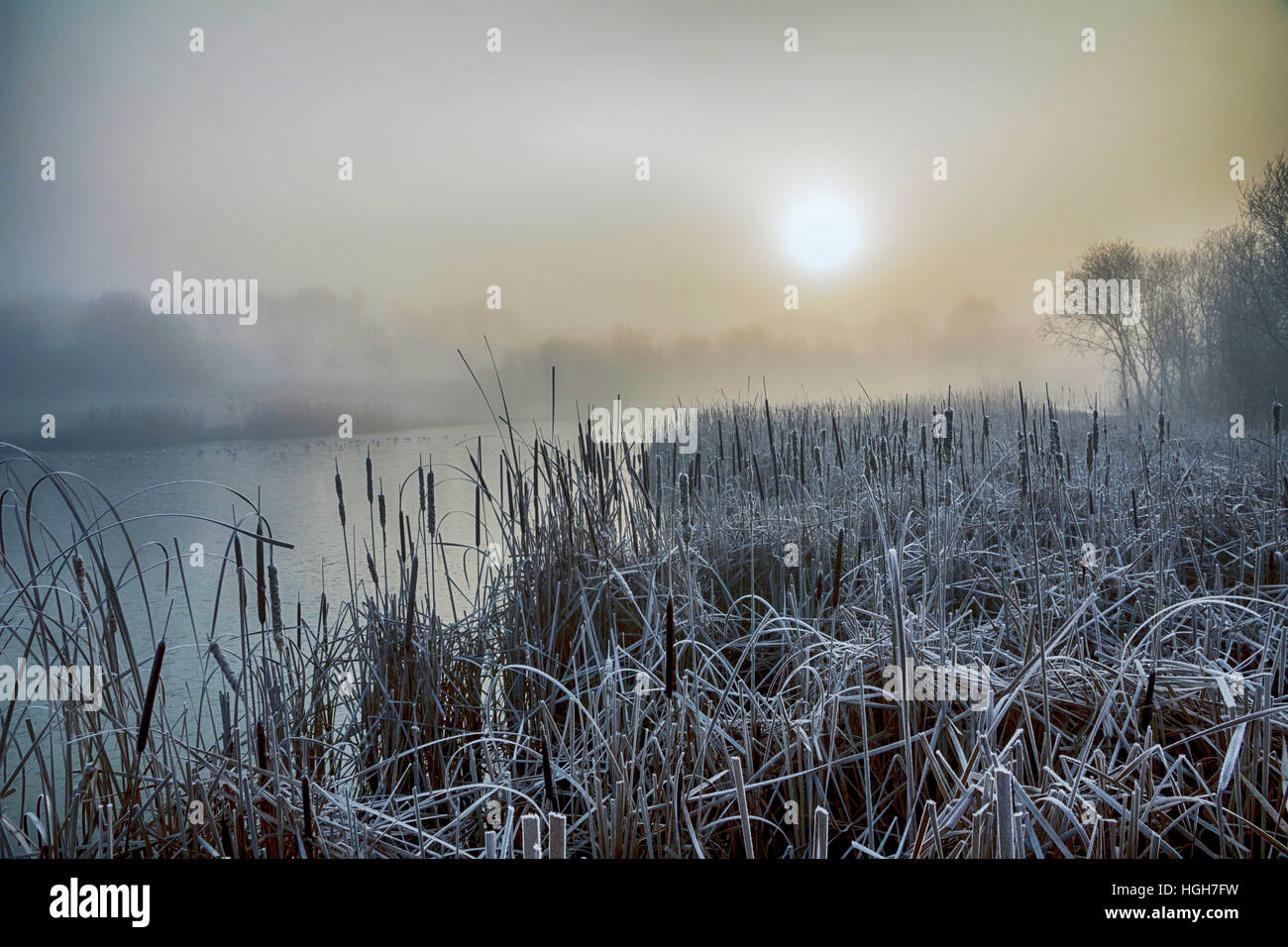 Typha latifolia reed bed hi-res stock photography and images - Alamy