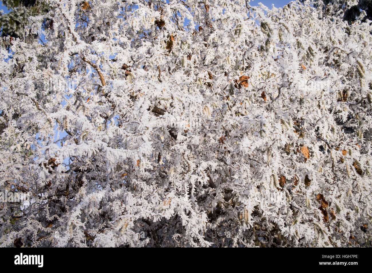 corkscrew hazel, contorted Corylus avellana 'Tortuosa', hoar frost ...