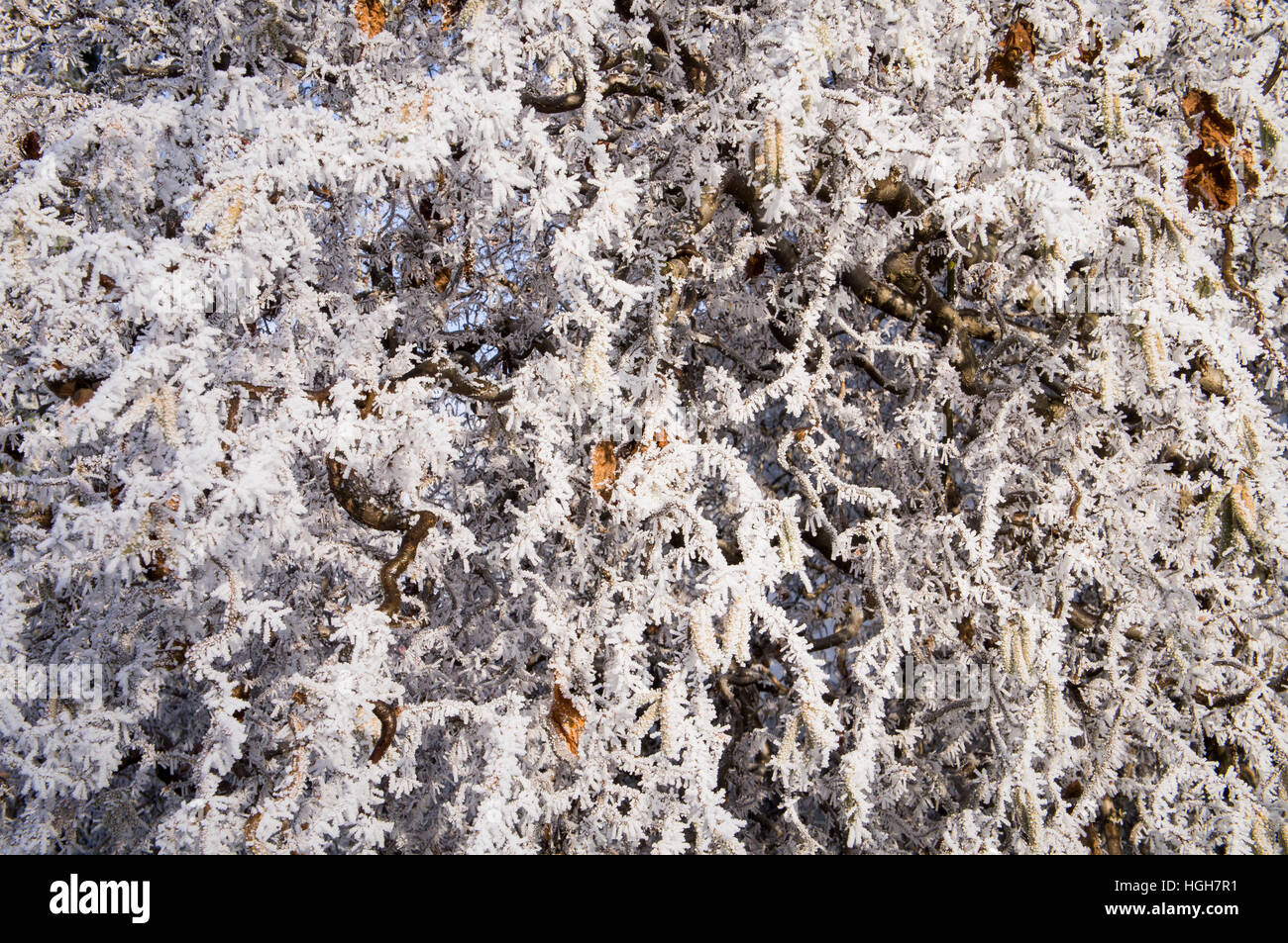 corkscrew hazel, contorted Corylus avellana 'Tortuosa', hoar frost ...