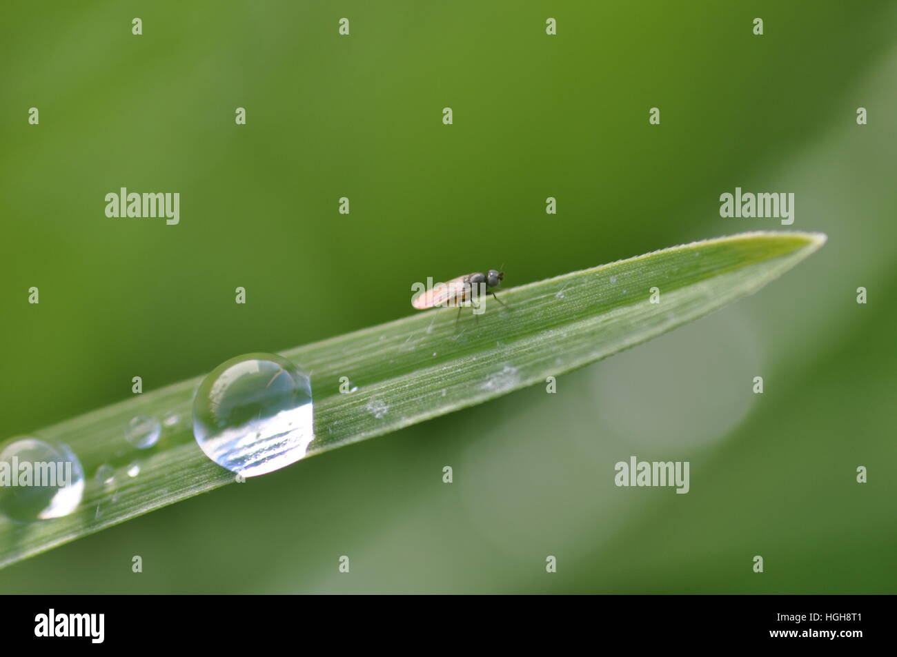 Tiny insect on a blade of grass along with a drop of water Stock Photo ...