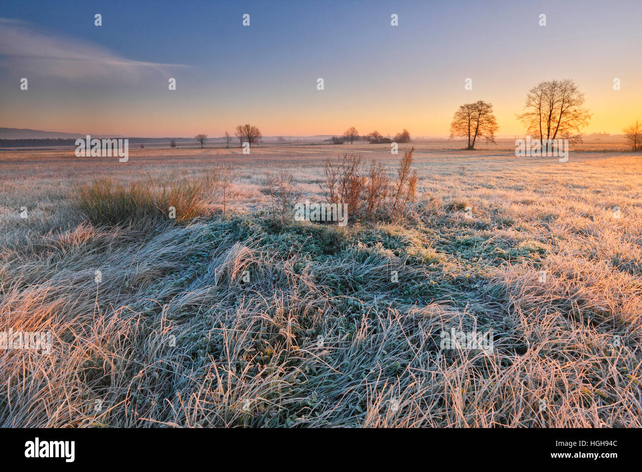 Sunrise on the frosty and misty meadow Stock Photo - Alamy
