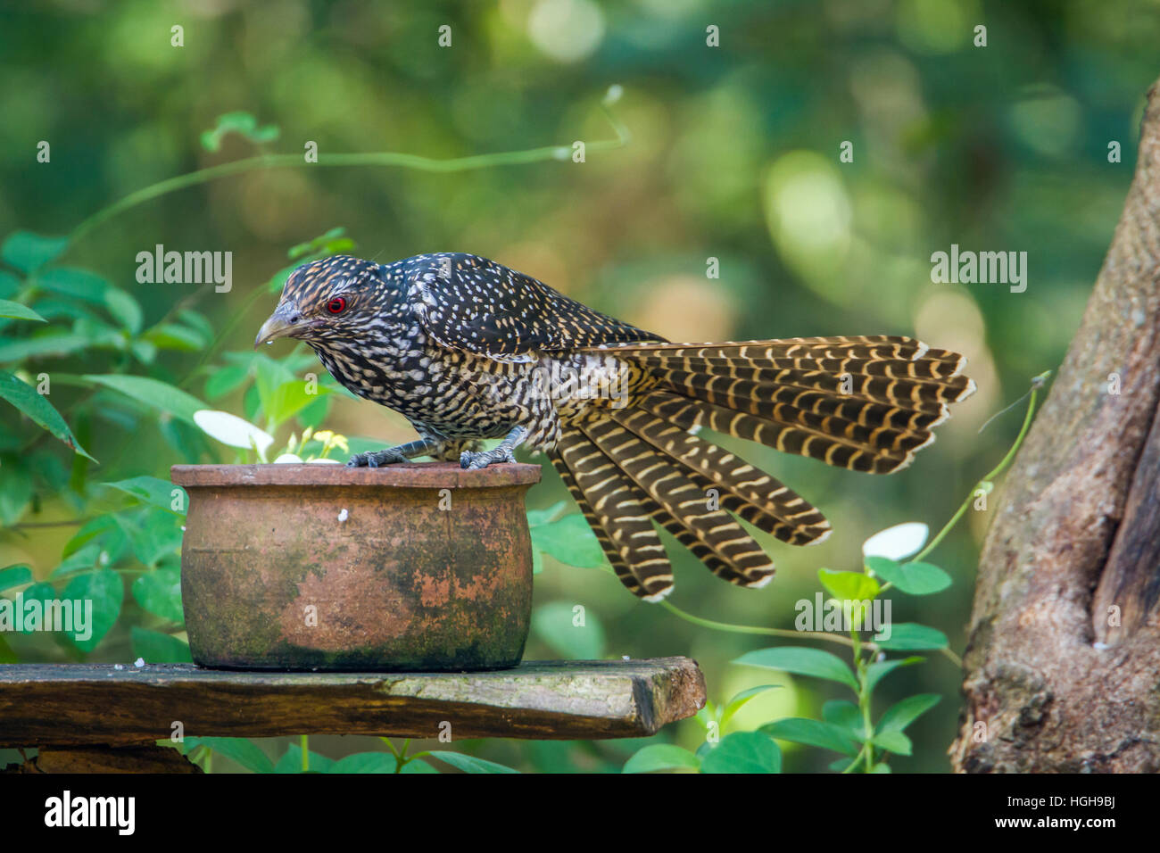Asian koel in Minneriya national park, Sri Lanka ; specie Eudynamys ...